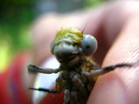 Libélula bebê sendo alimentada com pinça. 0_0 | Blog do Cunha