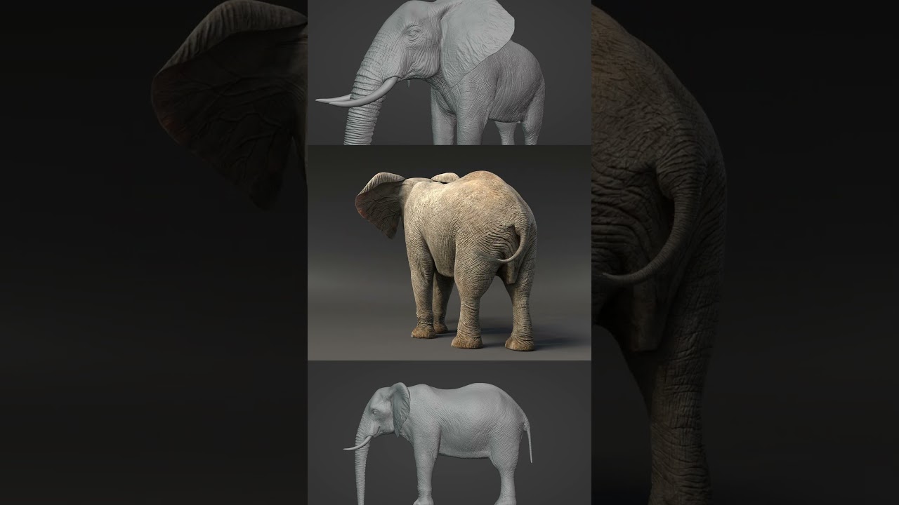 African Elephant 3D Model