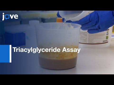 High Throughput Triacylglyceride Assay combined with High Fat Diet | Protocol Preview