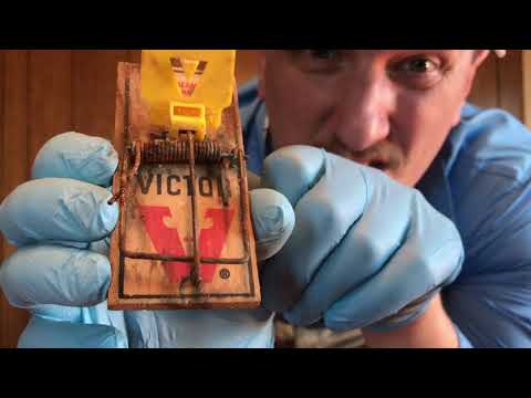 Mice Monday - Ep.1 - Why Mouse Traps DON'T WORK!