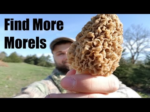 Tips For Finding Morel Mushrooms | Hunting Boot Camp