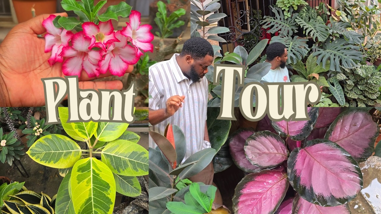 Full Plant Tour : How My Collection Is handling this unusual weather 