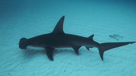 Sharkfest