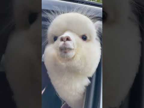 Look! Here's an alpaca in the car👀