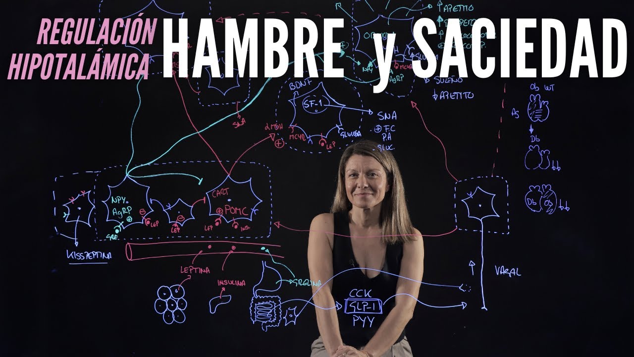 🧁El CEREBRO induce HAMBRE o SACIEDAD, aprende CÓMO