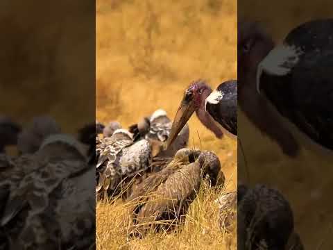 a group of vultures is cleaning their body at the time of sunshine in the jungle#animalsloverworld.