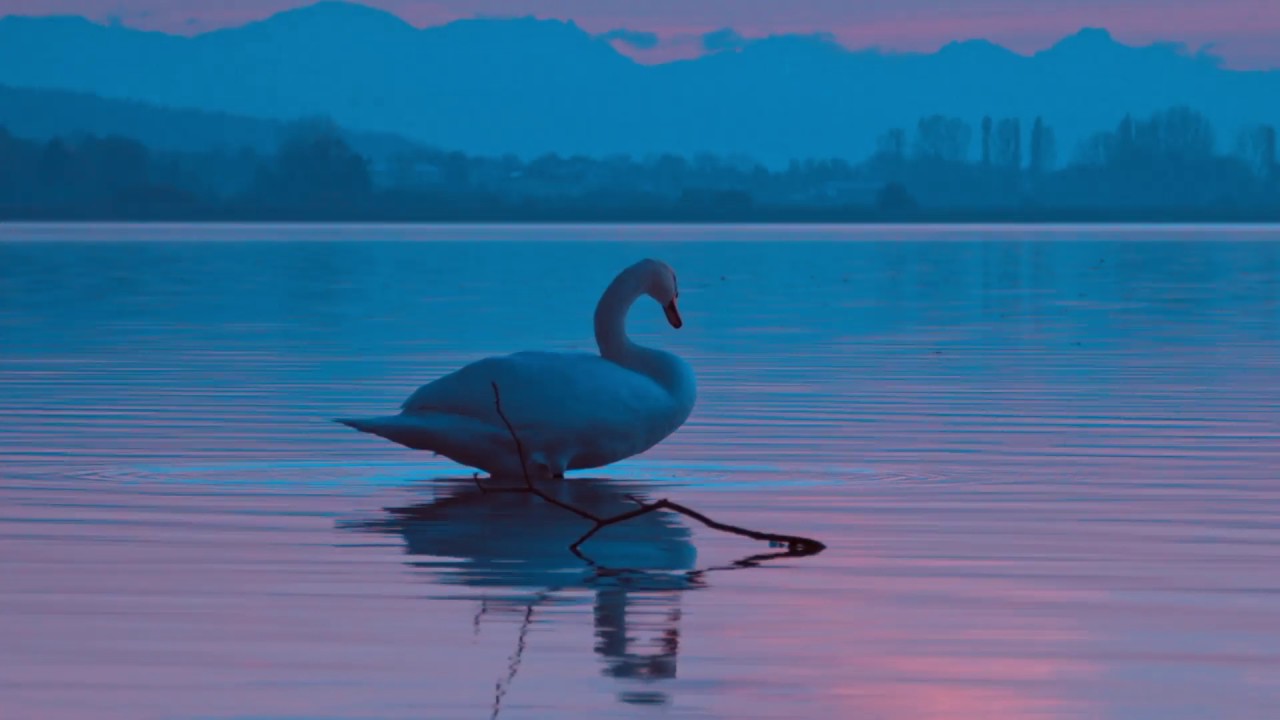 One Swan Live Video Wallpaper