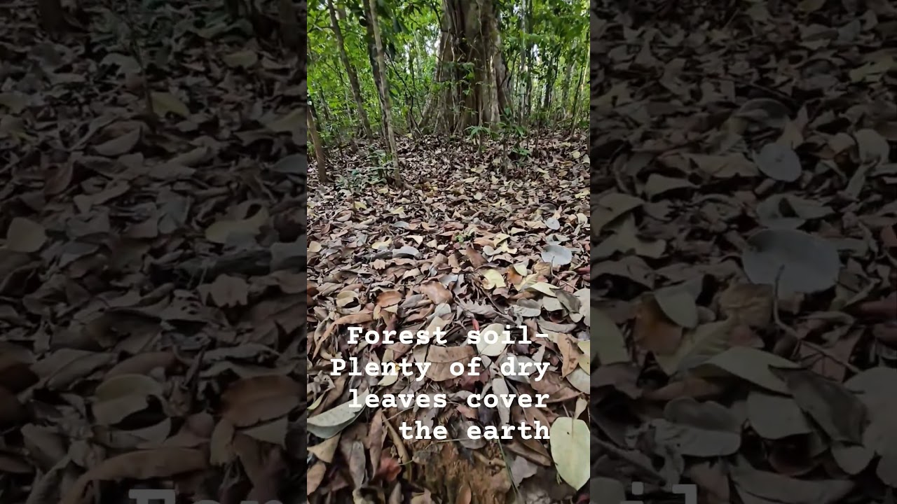 forest soil is rich in carbon