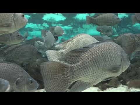 Blue Tilapia – Florida Springs Institute