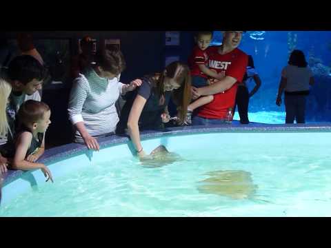 Stingray Attack