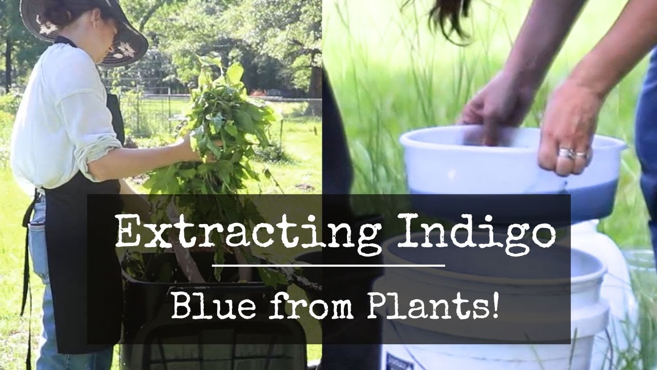 Watch Me Extract Indigo From Leaves