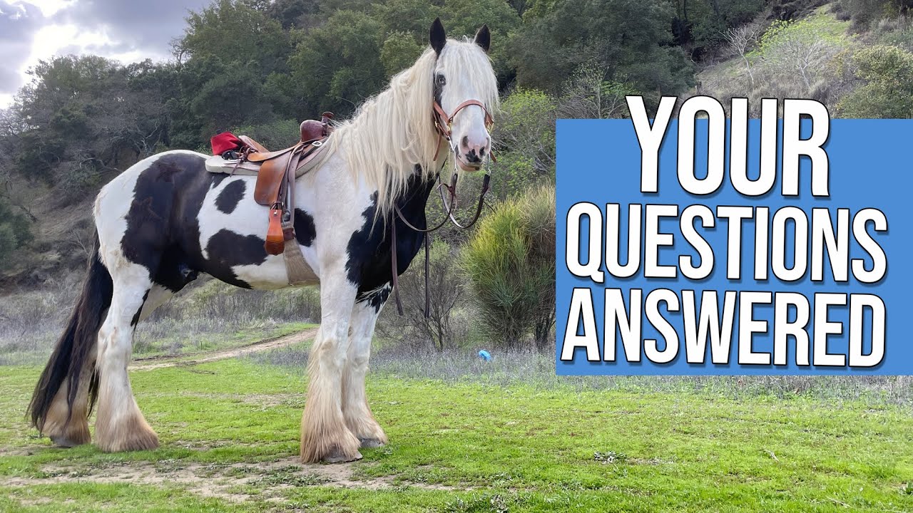 Want a draft horse? Here's what you should know.