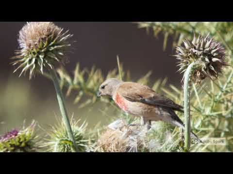 BIRDS VOICE : The common linnet Bird