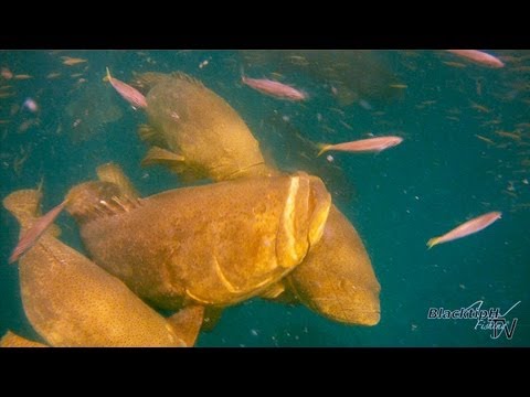 Awesome Goliath Grouper Fishing Video
