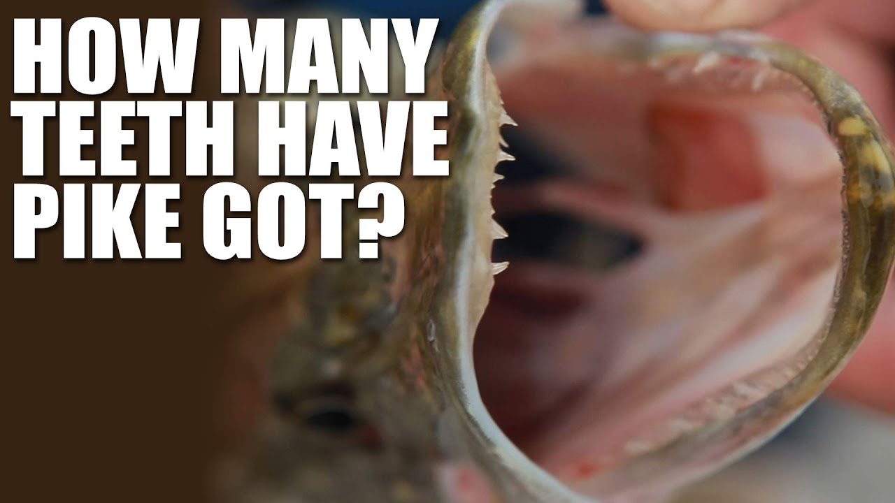 How Many Teeth Have Pike Got?