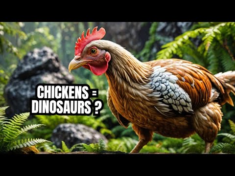 Are Chickens Really Living Descendants Of Dinosaurs?