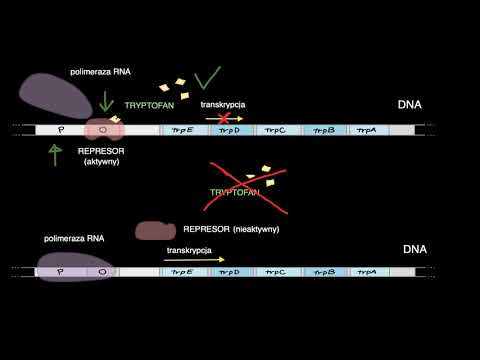Operon tryptofanowy (trp) (film) | Khan Academy