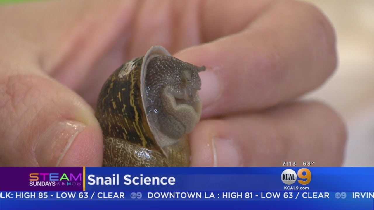 STEAM Sunday: Snail Science