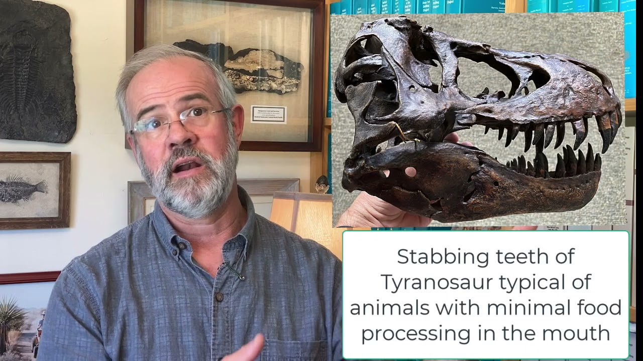 V37 Walking like a Synapsid