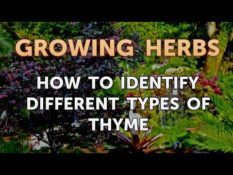 How to Identify Different Types of Thyme