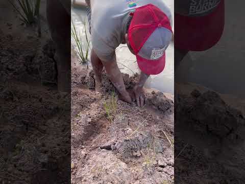 Crayfish or crab? #0977774415