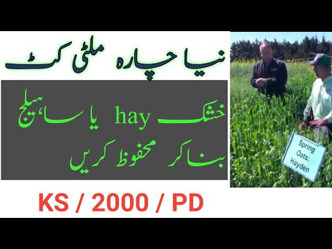 KS /2000/PD /Multi Cut Best Fodder of winter
