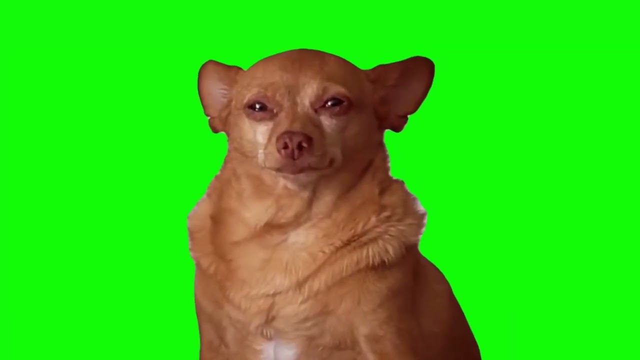 Little dog crying green screen meme