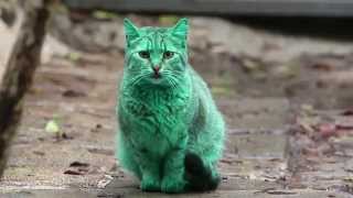 This Cat Accidentally Turned Himself Turquoise And It's Actually Really ...