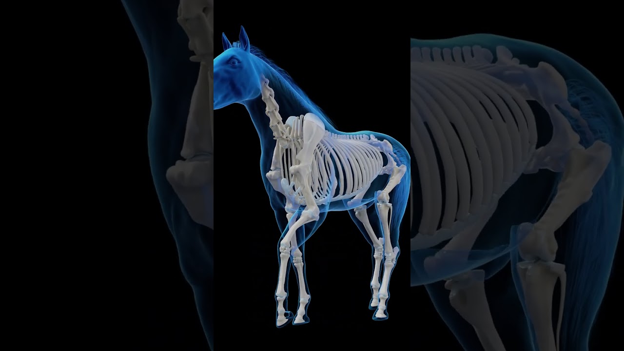 Exploring the Strength and Structure of Horse Bones