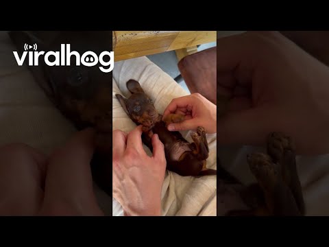 Cuteness Overload With a Dachshund || ViralHog