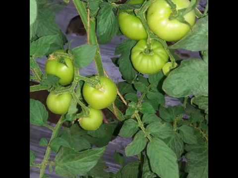 Aromaseeds Tomato
