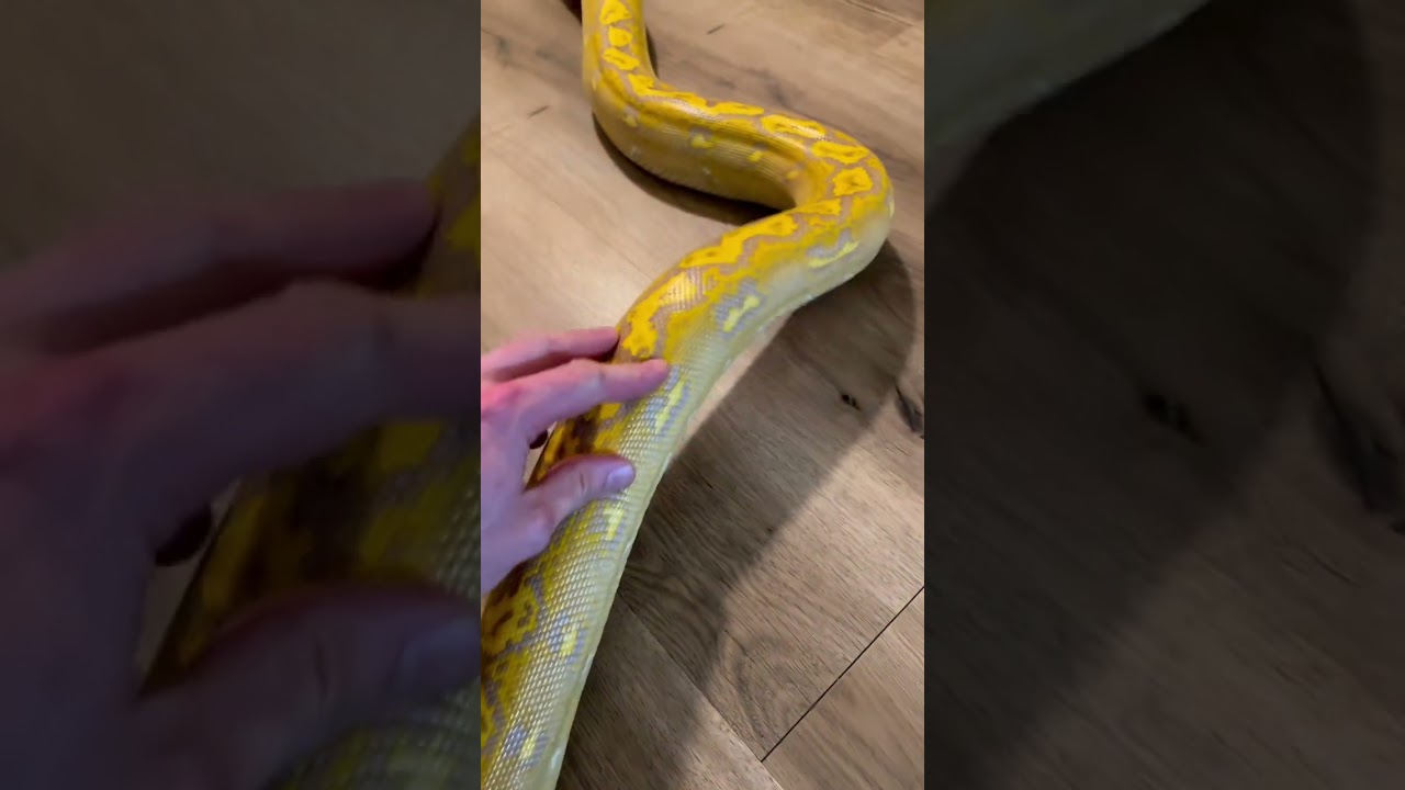 Pet snake loves scratches