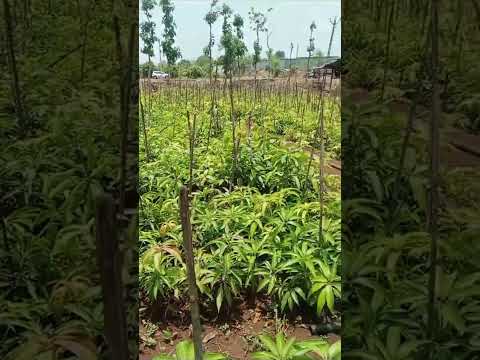 Fruit Plant and Banana Plant Manufacturer | Shreem Biotech, Chhindwara