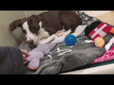 Humane society expanding program to help pets' behavior