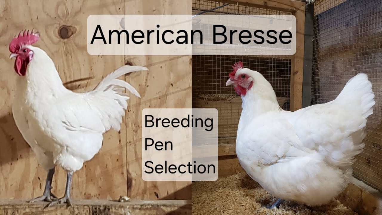 American Bresse - Breeding Pen Selection 