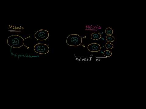 Comparación entre mitosis y meiosis (video) | Khan Academy