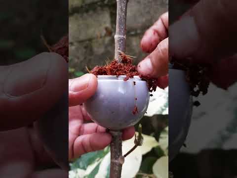 Air Layering Technique Using Used Light Bulbs #bonsai #bonsaitree #warubonsai #plants #garden