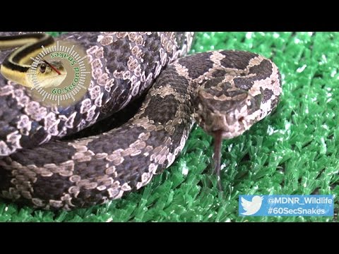 60-Second Snakes: The Eastern Massasauga Rattlesnake
