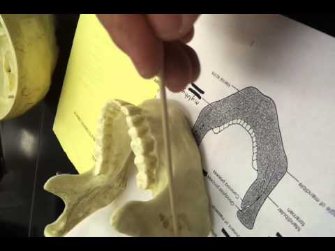 Final Exam- Mandible.mp4