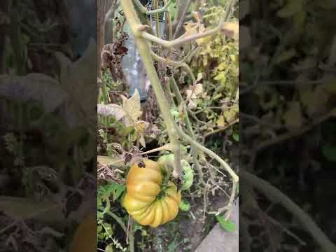 1282. 8-0 is still a result in the double greenhouse