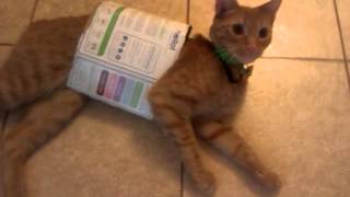 This Video Of A Cat Getting Stuck In A Box Is So Crazy You Have To See ...