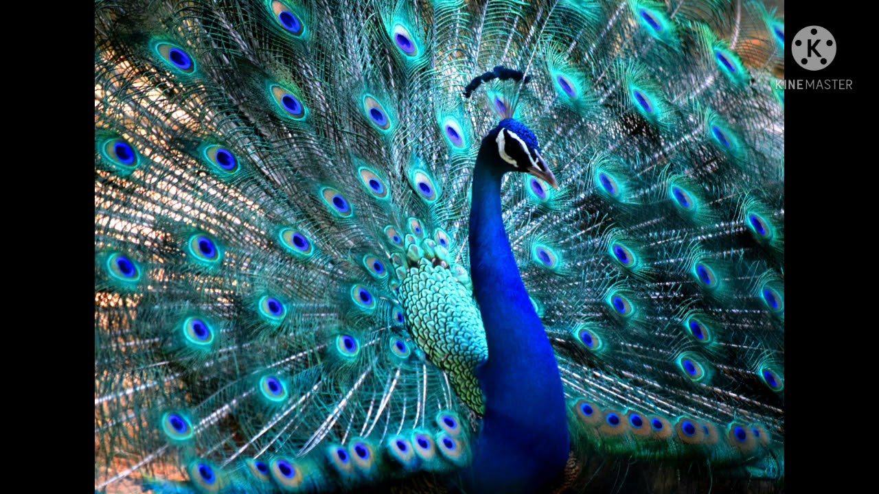 All peacock wallpapers