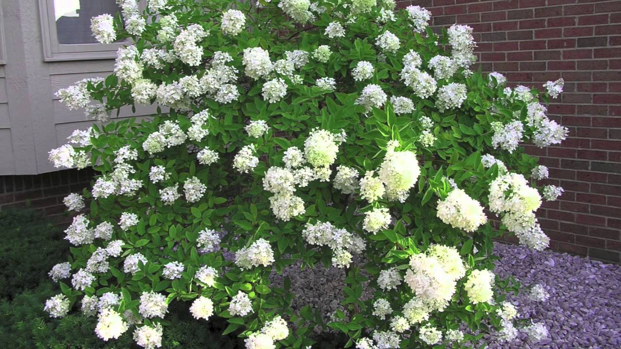 Fast Growing Pee Gee Hydrangea