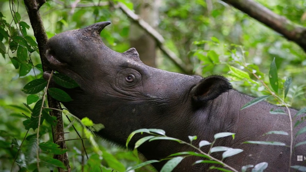 Bing Wallpaper - May 2023 Update