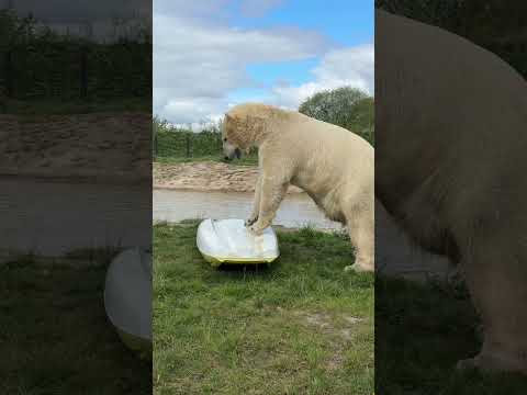 Kayaks for the polar bears