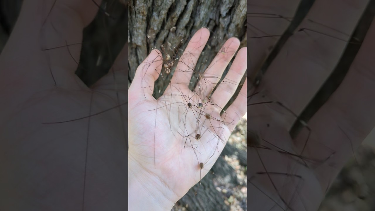 Spotting a Group of Harvestmen or Daddy Long Legs!