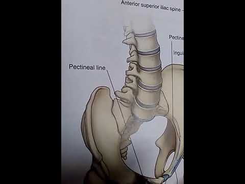 Lacunar & Cooper ligament
