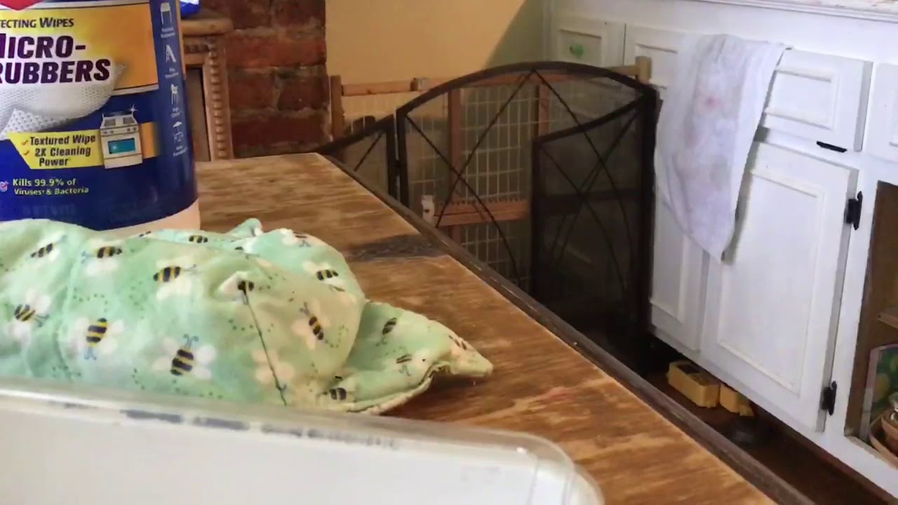 Baby bunny rabbit escapes / jumps over gate caught on camera!!