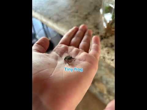 Various frog sizes! The last oneโฆ ๐ซฃ