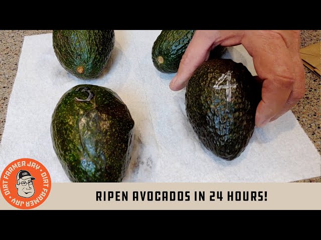 How to Ripen Avocados Quickly: Testing Four Effective Methods in 24 ...